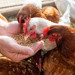 Show-Rite Show-Rite® Stretch Feed - 50lb Bag | WRS